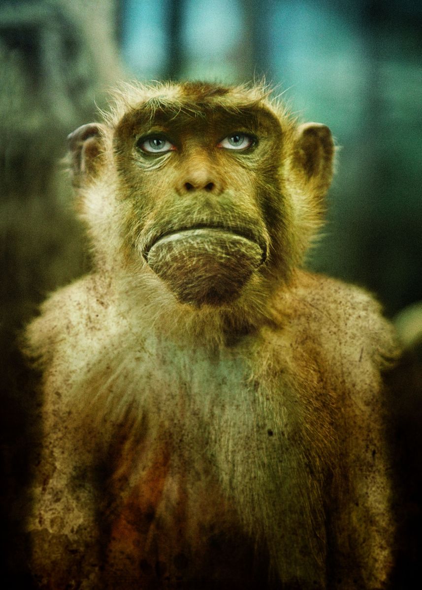 'we are animals - ape' Poster, picture, metal print, paint by Tupho ...