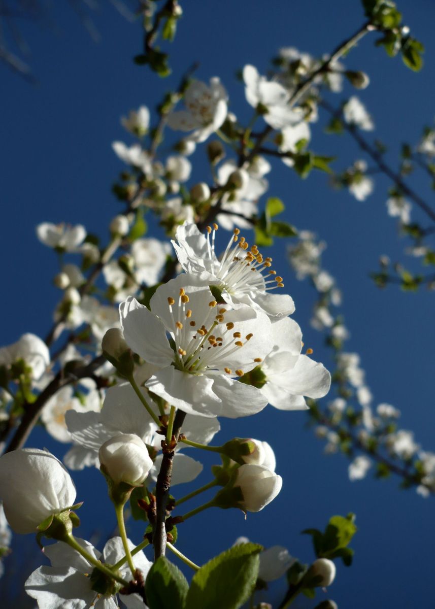 'Blossom' Poster, picture, metal print, paint by Diana | Displate