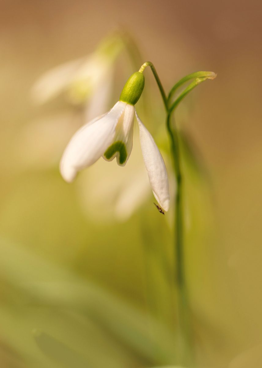 'Impression with snowdrops' Poster by Jaroslaw Blaminsky | Displate