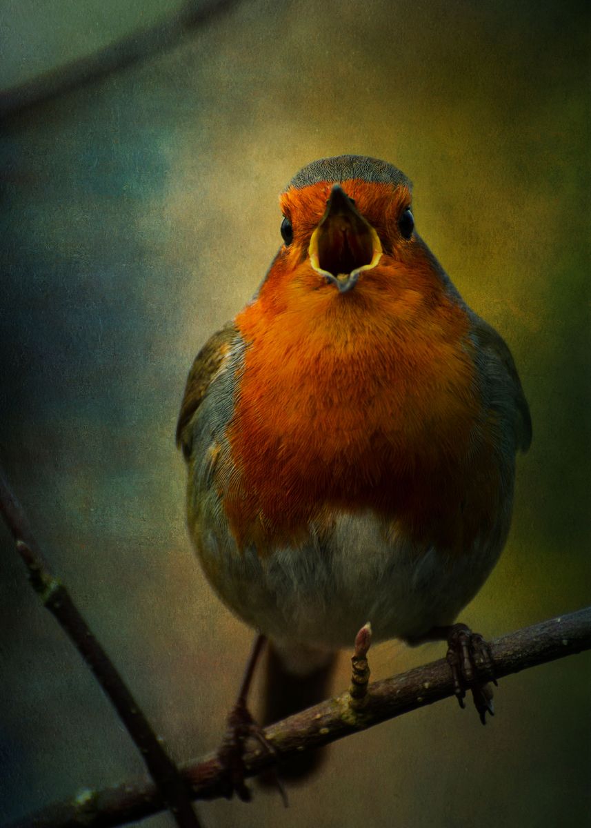 'Robin' Poster, picture, metal print, paint by Audran Gosling | Displate