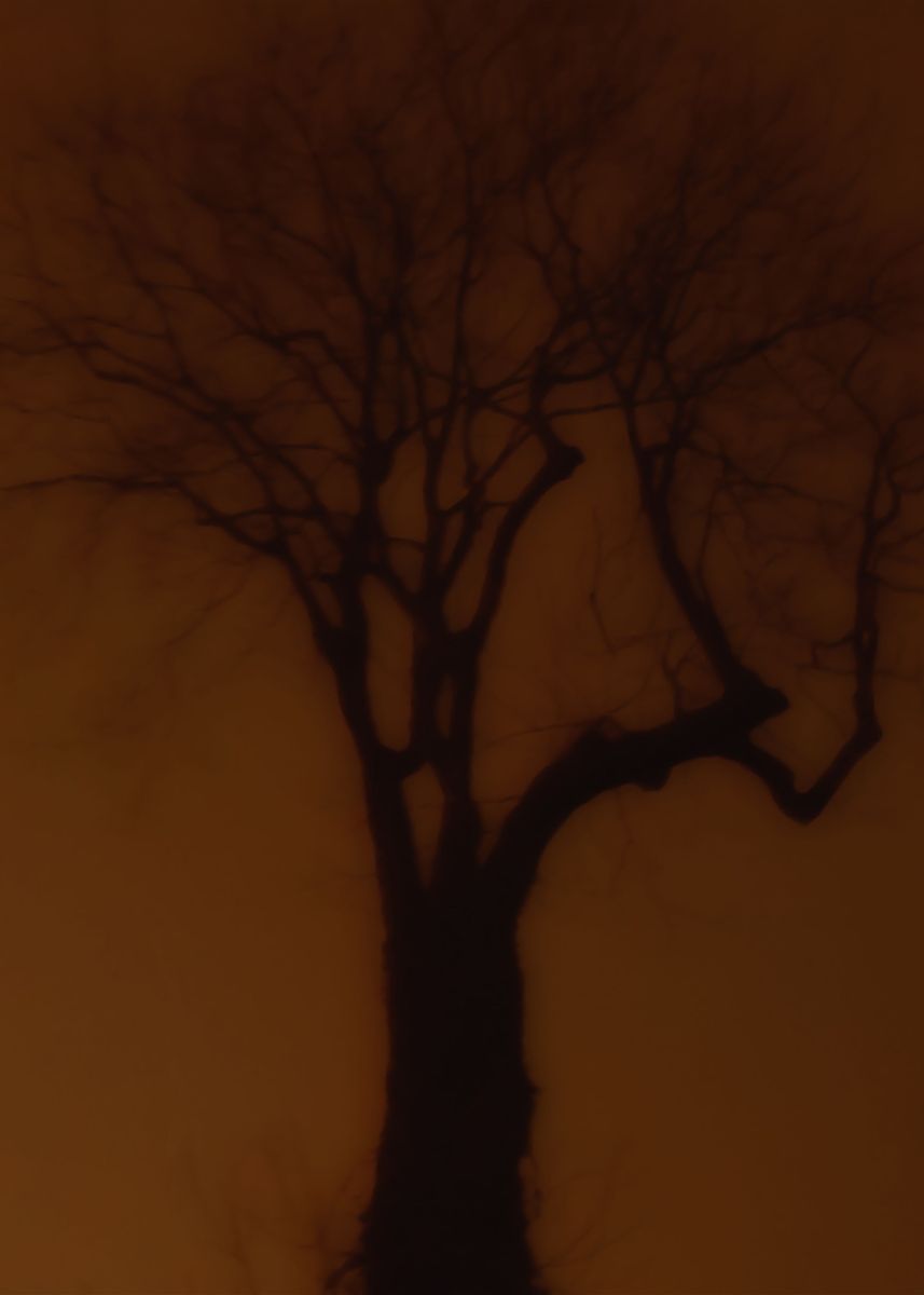 'wood and fog' Poster, picture, metal print, paint by felix de pasquale ...