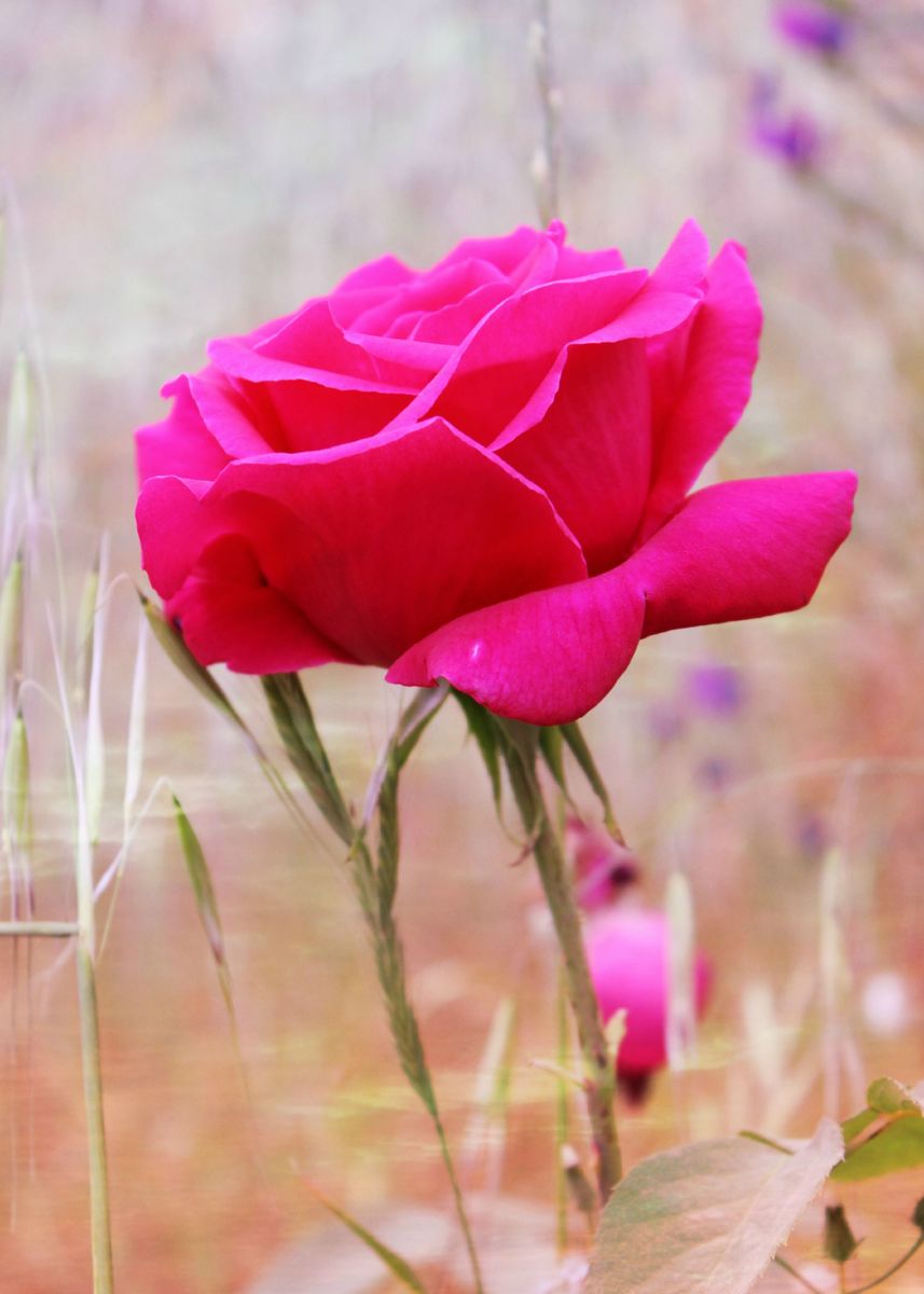 'A Rose in the Wild Beautiful red rose growing in a wild ... ' Poster ...