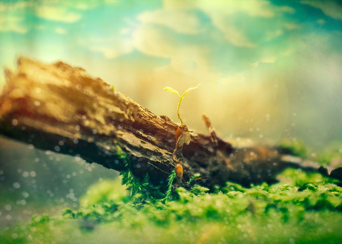 'Spring Breeze' Poster by Deja Reve | Displate