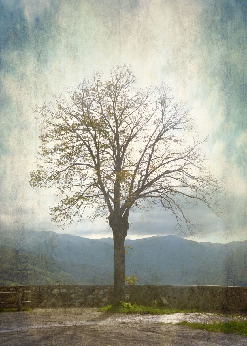 'Bare Tree overlooking the Apennines' Poster, picture, metal print ...