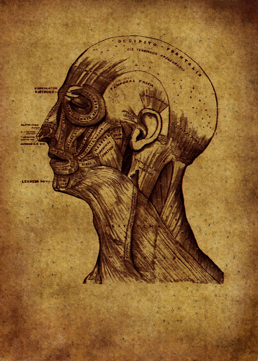 'Anatomic 5' Poster, picture, metal print, paint by Renee ar | Displate