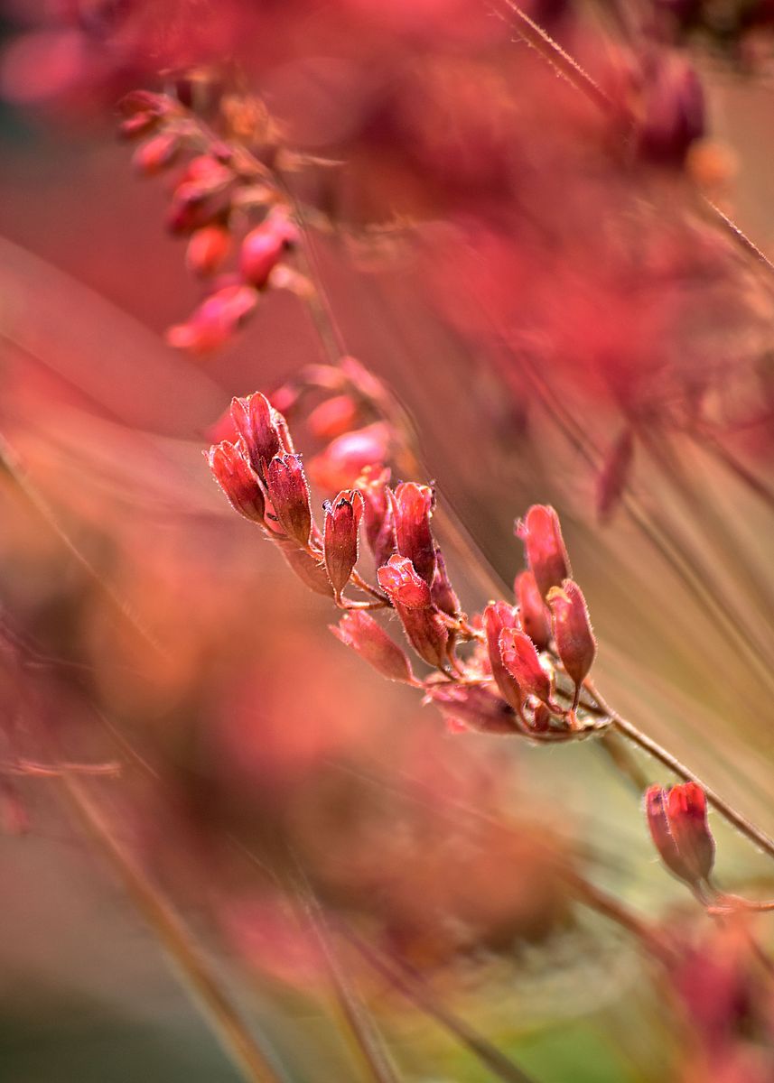 'RED SPANGLES no1. Purpurglöckchen. Photography. ©2015 P ... ' Poster ...