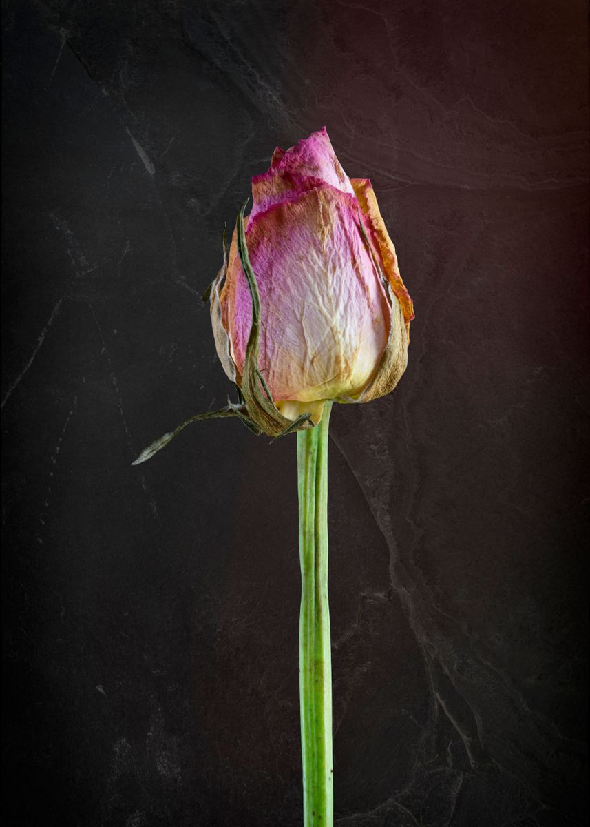 'Old Rose on Slate. Bit battered, bit past it’s best, bu ... ' Poster ...