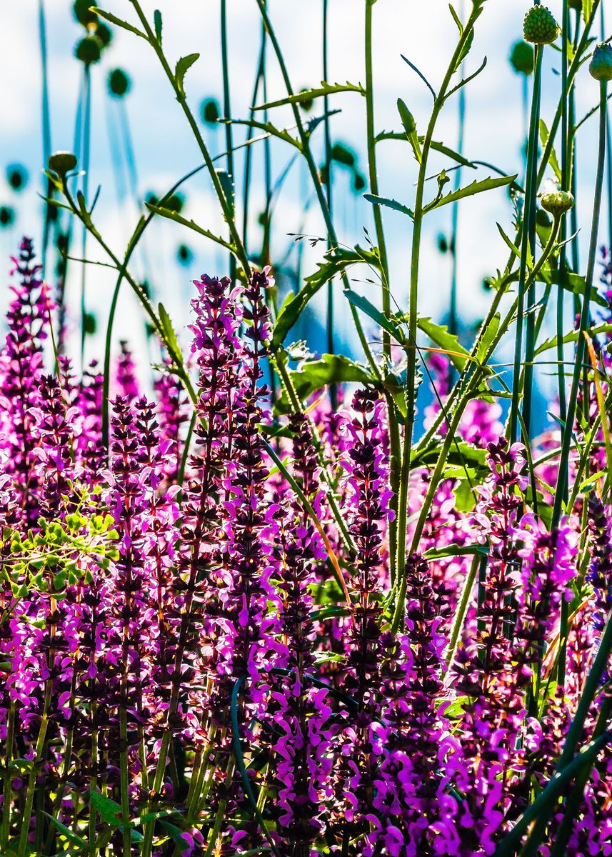 'Lavender' Poster, picture, metal print, paint by Art Ofphotos | Displate