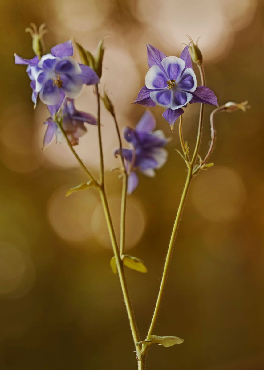 'Violet columbine flowers' Poster by Jaroslaw Blaminsky | Displate