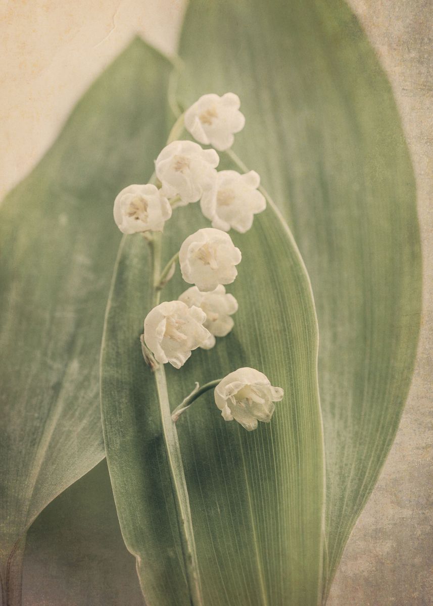 'Lily of the Valley vi' Poster, picture, metal print, paint by Illumina ...