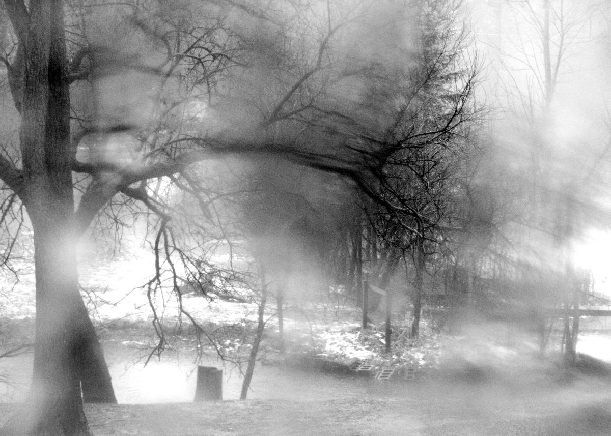 'Trees and Fog' Poster by Gregory James Wyrick | Displate