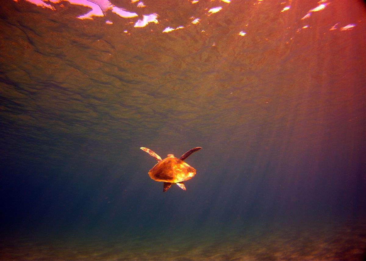 'Underwater Sunset' Poster by Y T | Displate