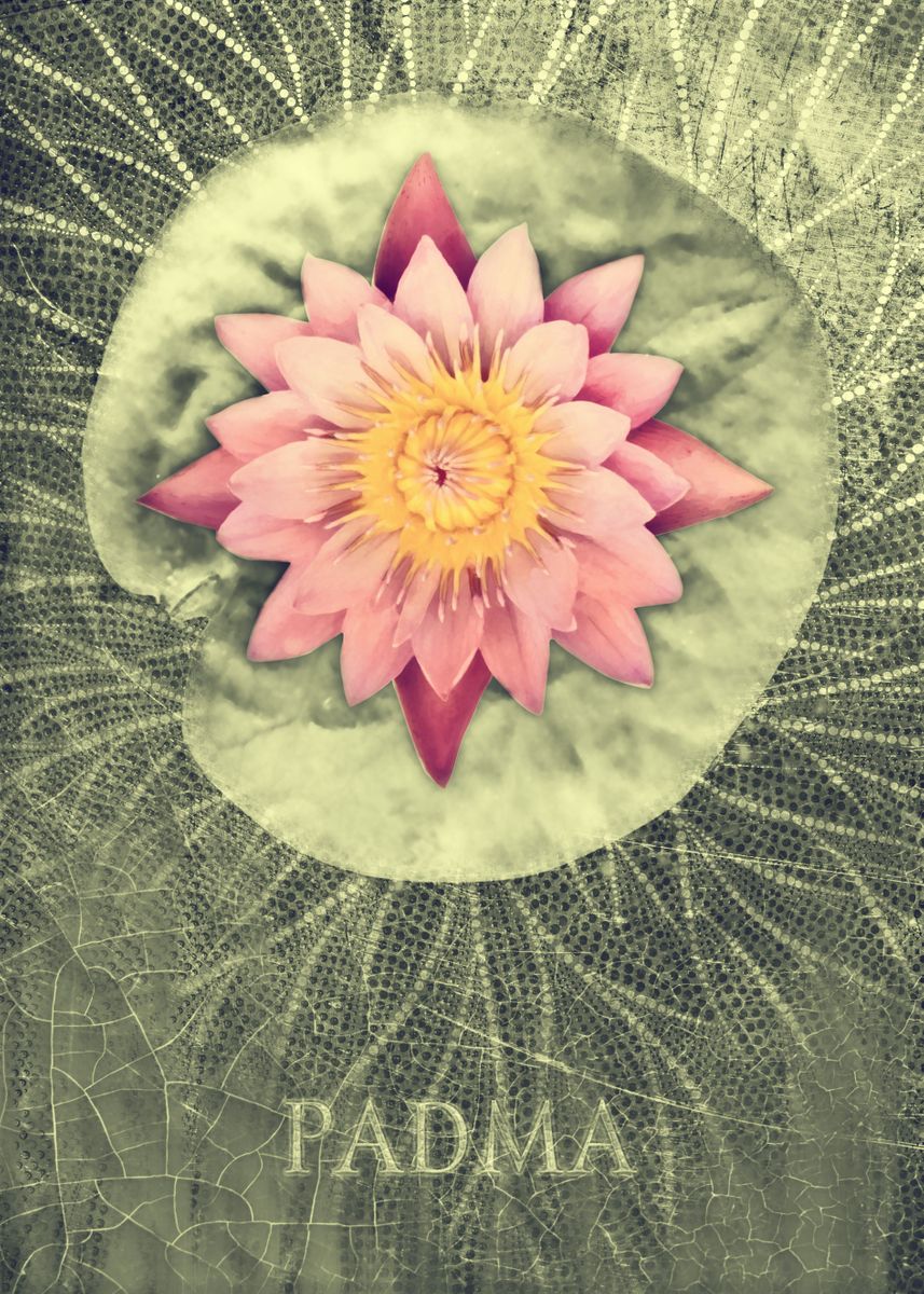 'Lotus Padma' Poster, picture, metal print, paint by Eva Nev | Displate
