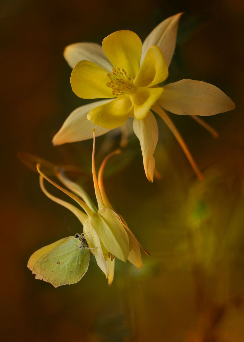 'Yellow columbine flowers' Poster by Jaroslaw Blaminsky | Displate