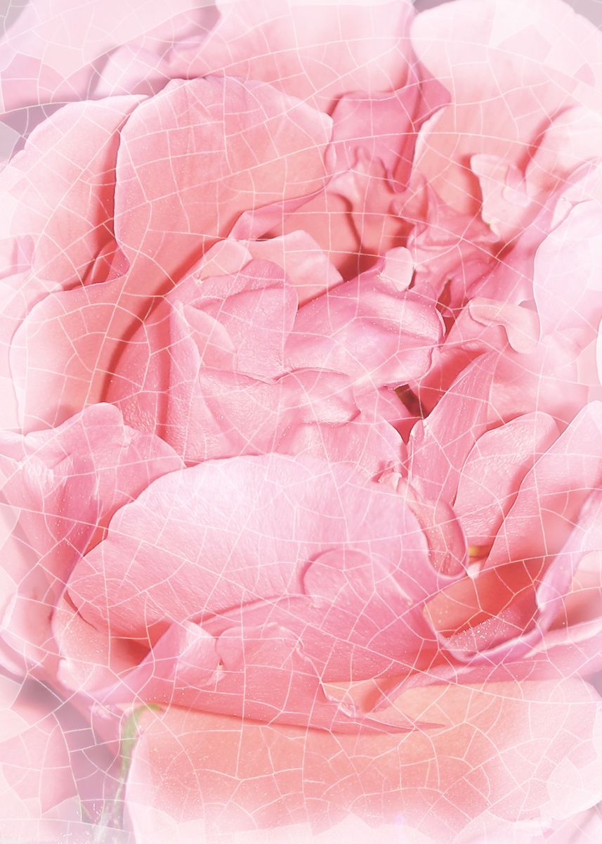 'Eternal and Ethereal Rose' Poster by Eva Nev | Displate