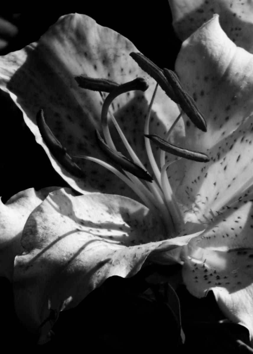 'Untitled' Poster by Gregory James Wyrick | Displate