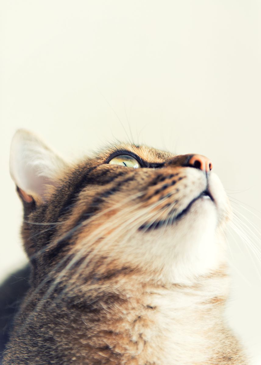 'Cat looking up' Poster, picture, metal print, paint by Giordano Aita ...