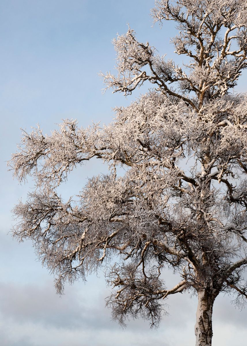 'Hoarfrost' Poster, picture, metal print, paint by Anki Hoglund | Displate