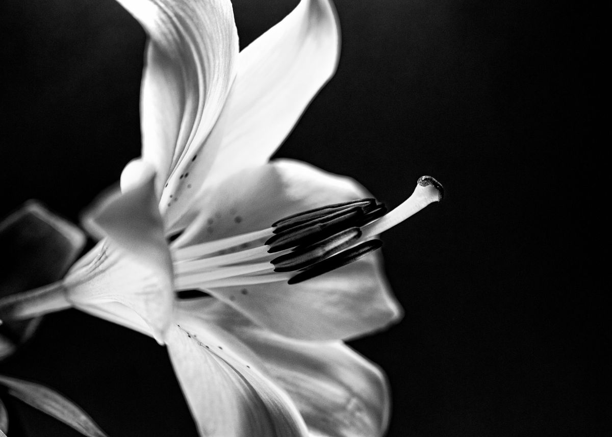 'Lilly' Poster by bianca baglietto | Displate