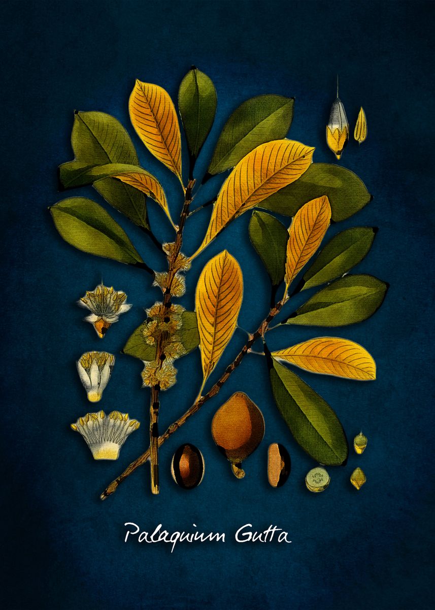 'Palaquium gutta tree' Poster, picture, metal print, paint by JBJart ...