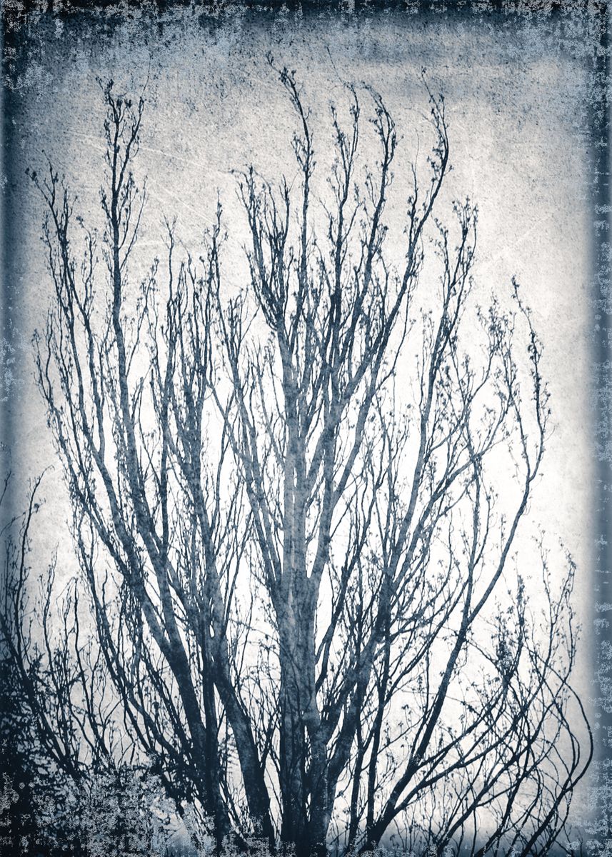 'Nostalgia for a tree' Poster, picture, metal print, paint by Eva Nev ...