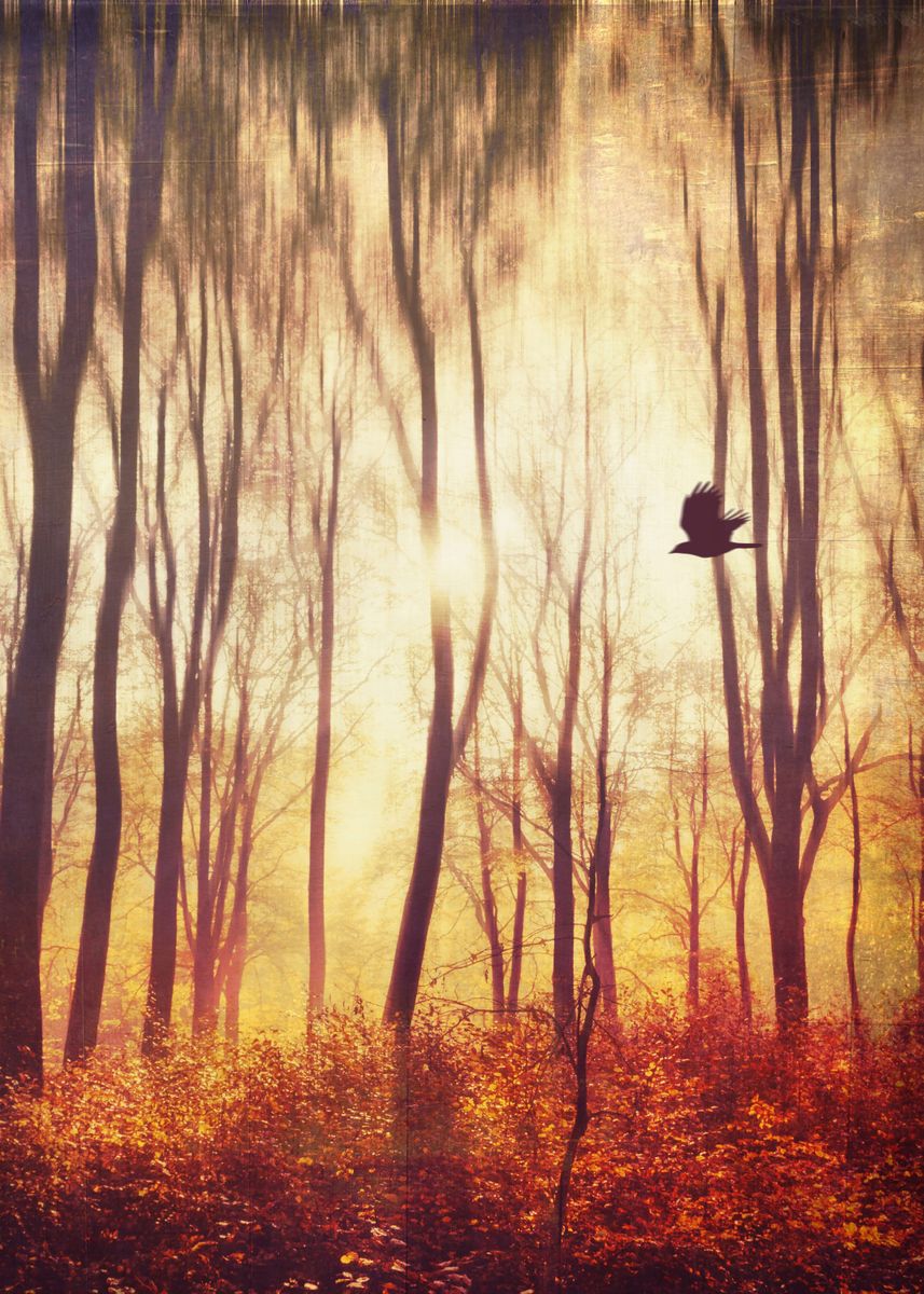 'Sunrise on a hazy fall morning - abstract forest scener ... ' Poster ...