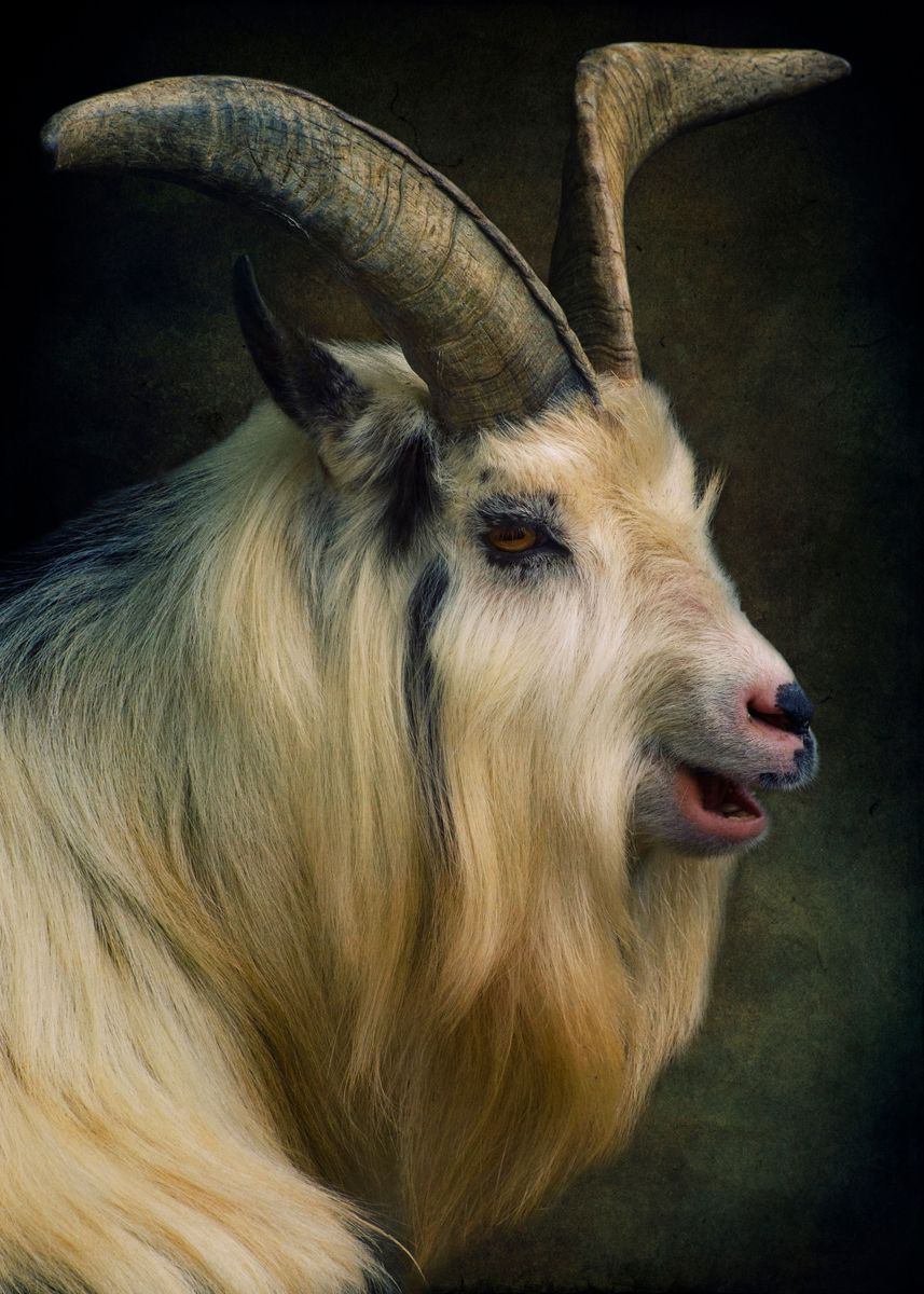 'Goat portrait' Poster by Audran Gosling | Displate
