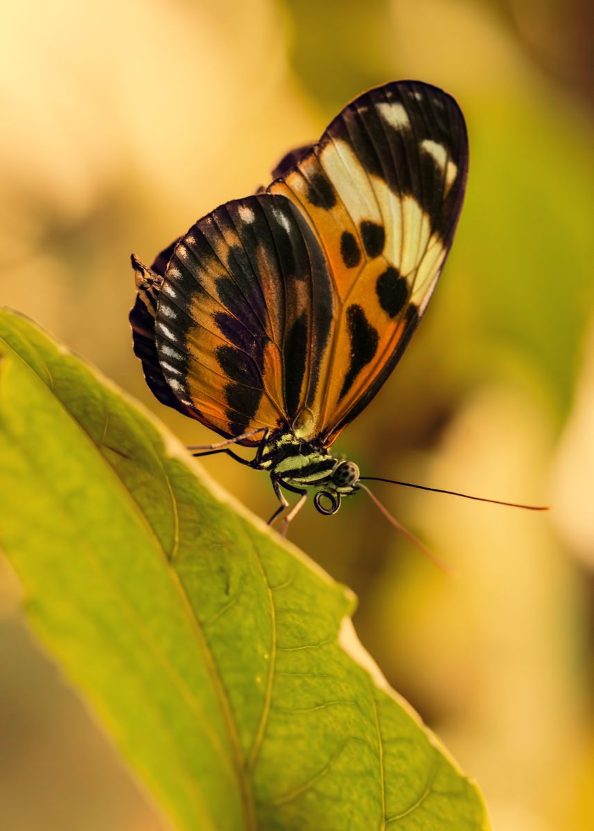 'Melinaea ethra butterfly on the leaf' Poster, picture, metal print ...