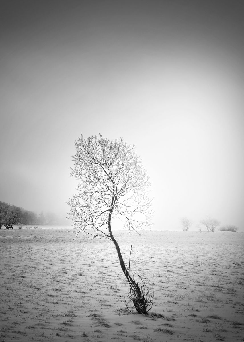 'Winter tree' Poster, picture, metal print, paint by Anki Hoglund ...