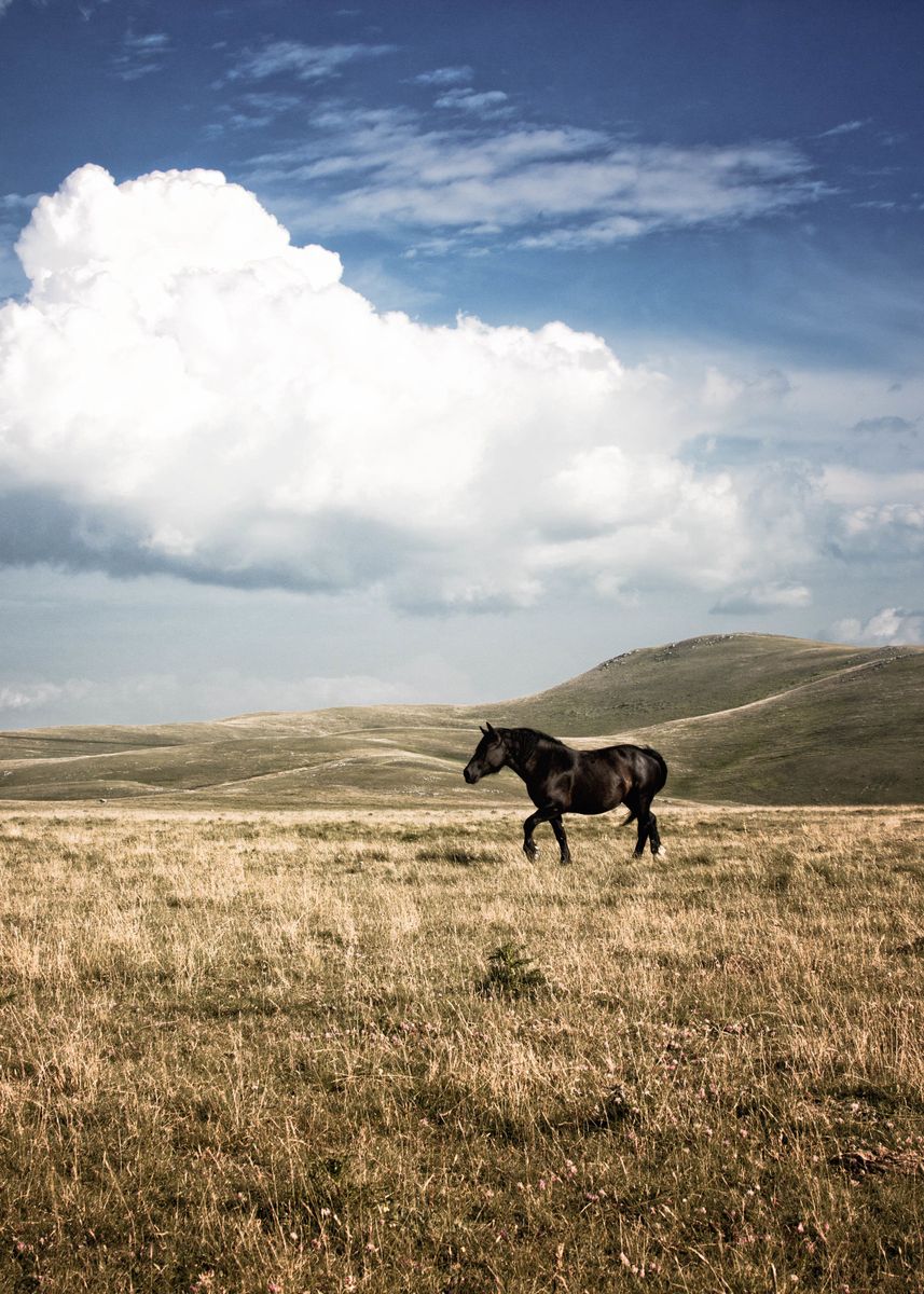 'Go West' Poster, picture, metal print, paint by Valeria Cardinale ...