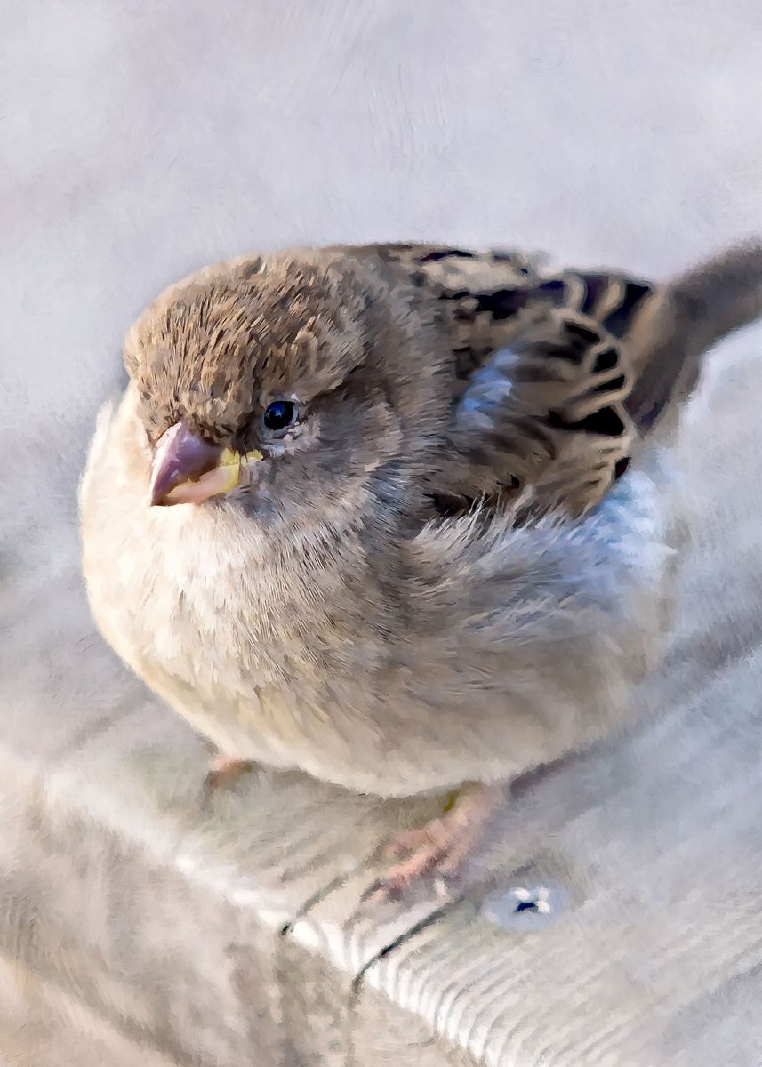 'Funny Sparrow Overload' Poster, picture, metal print, paint by Art ...