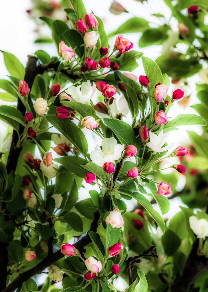 'Crabapple Flowers. Unexpan' Poster, picture, metal print, paint by Art ...