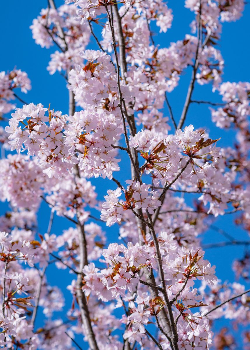 'Sakura Tree In Full Bloom' Poster, picture, metal print, paint by Art ...