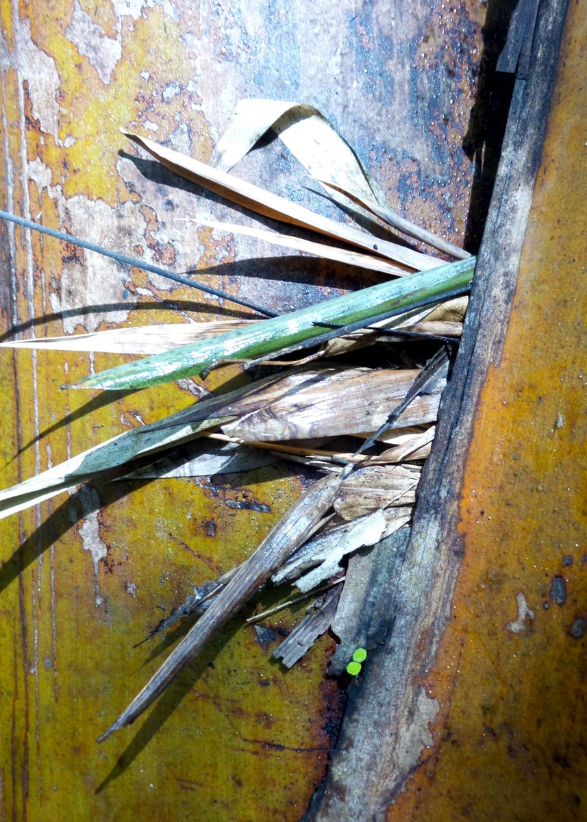 'Ragged' Poster, picture, metal print, paint by Rosie Brown | Displate