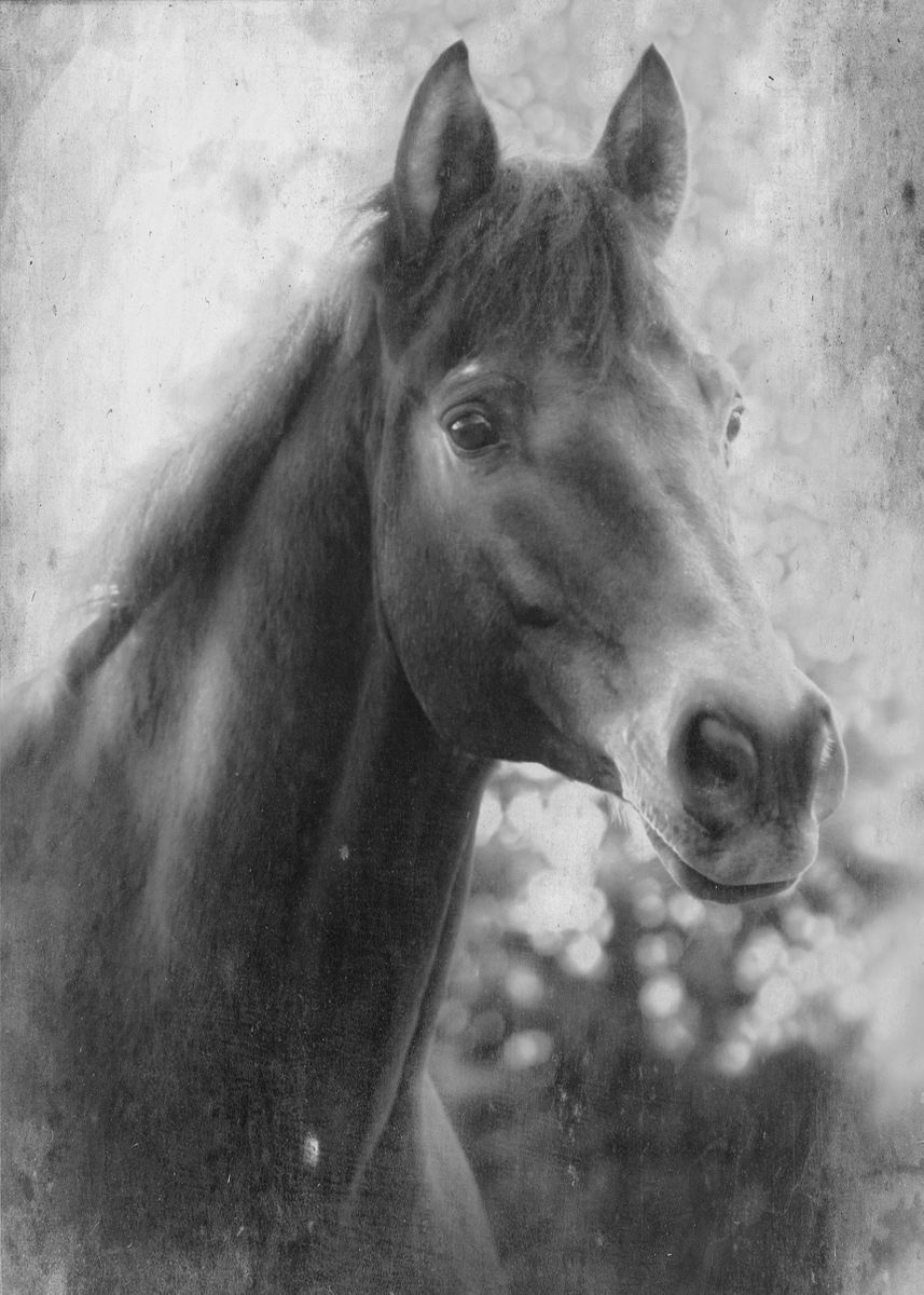 'Equine photography of a beautiful 'Trakehner ' horse b ... ' Poster ...