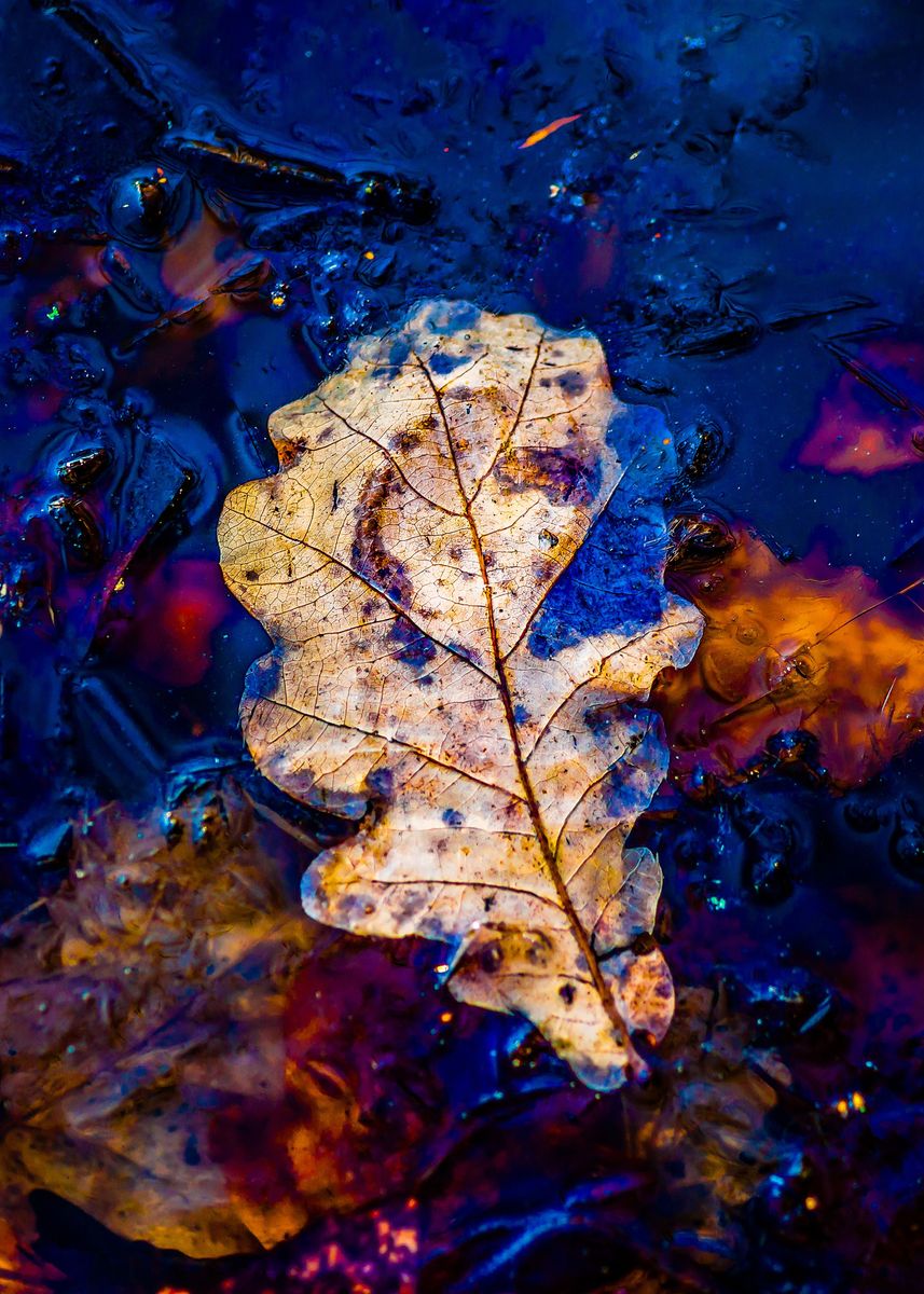 'Oak Leaf Frozen In Ice 2' Poster by Art Ofphotos | Displate