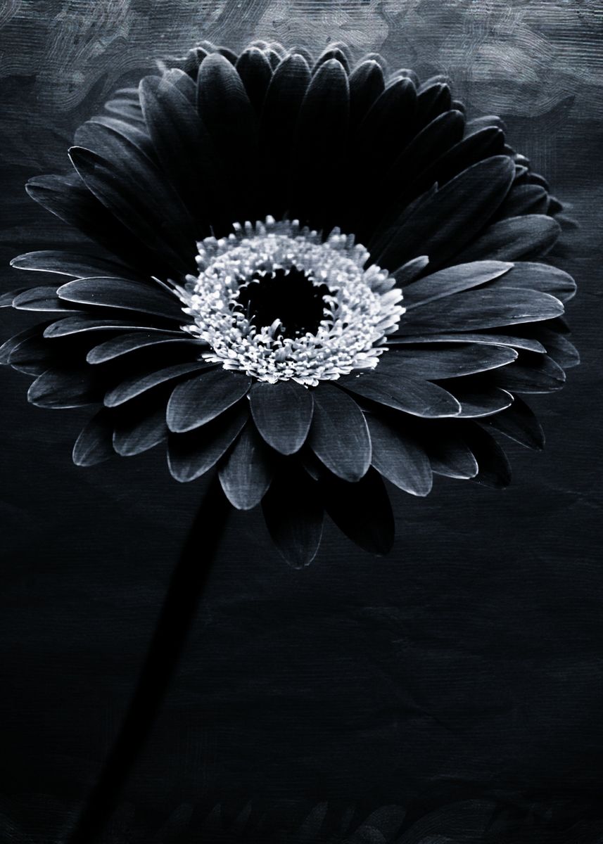 'A very dark dramatic gerbera flower with texture from C ... ' Poster ...