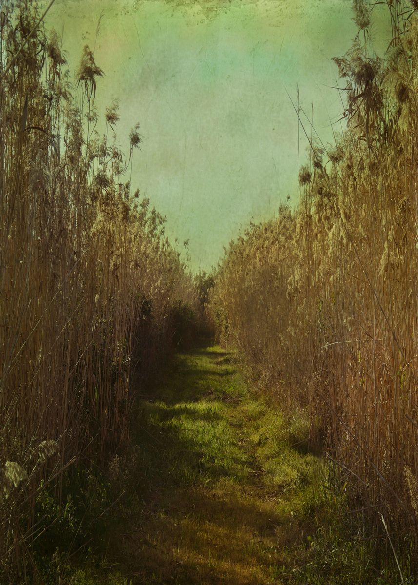 ''The path into the unknown' Vintage color photograph' Poster, picture ...