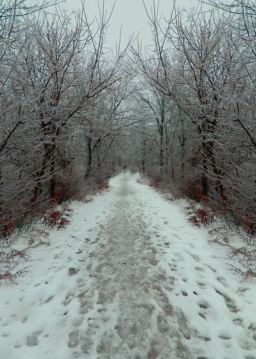 'Winter Path' Poster by Gregory James Wyrick | Displate