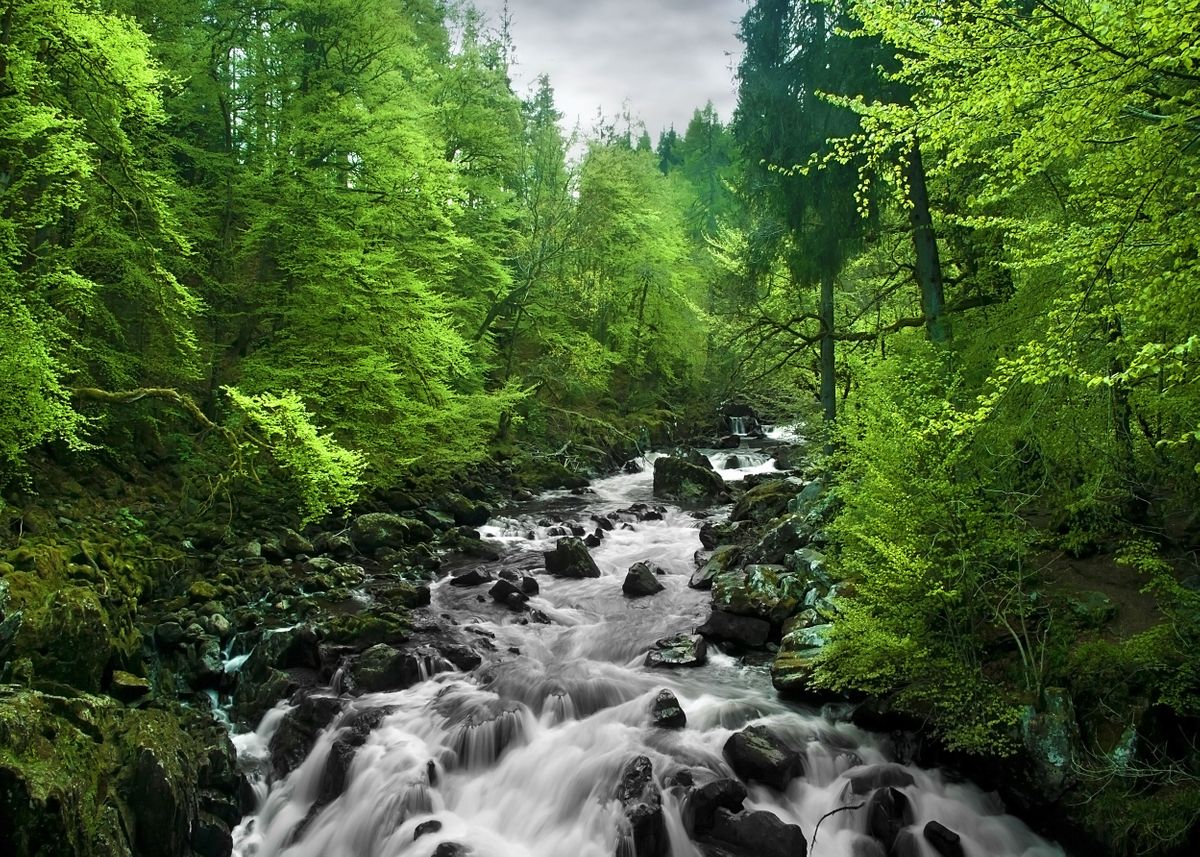 'Nature Force ' Poster by Svetlana Sewell | Displate