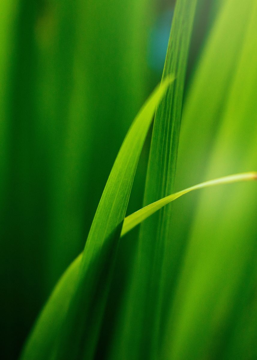 'Nature Green' Poster by Simon Garcia | Displate