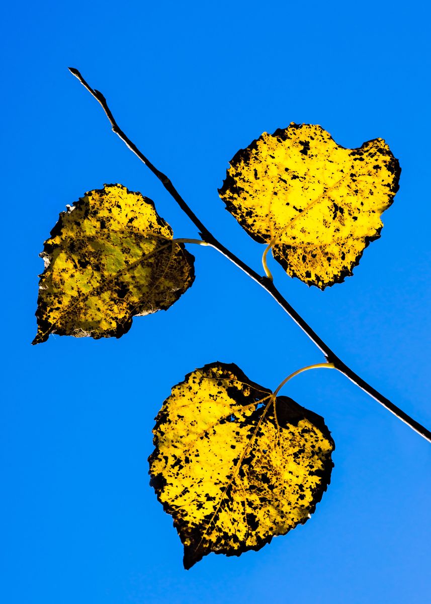 'Study Of Autumn Generosity' Poster, picture, metal print, paint by Art ...