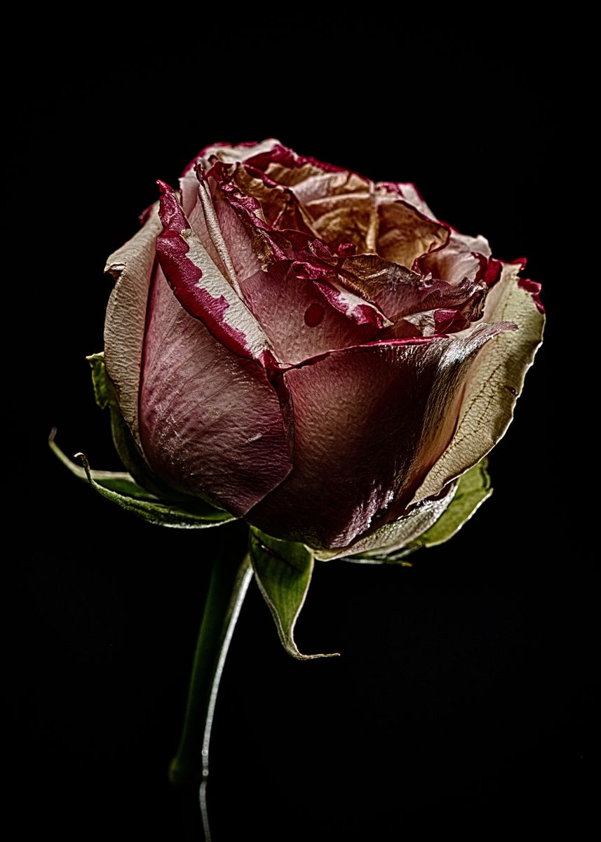 'Decay Rose II' Poster, picture, metal print, paint by Marco Moroni ...