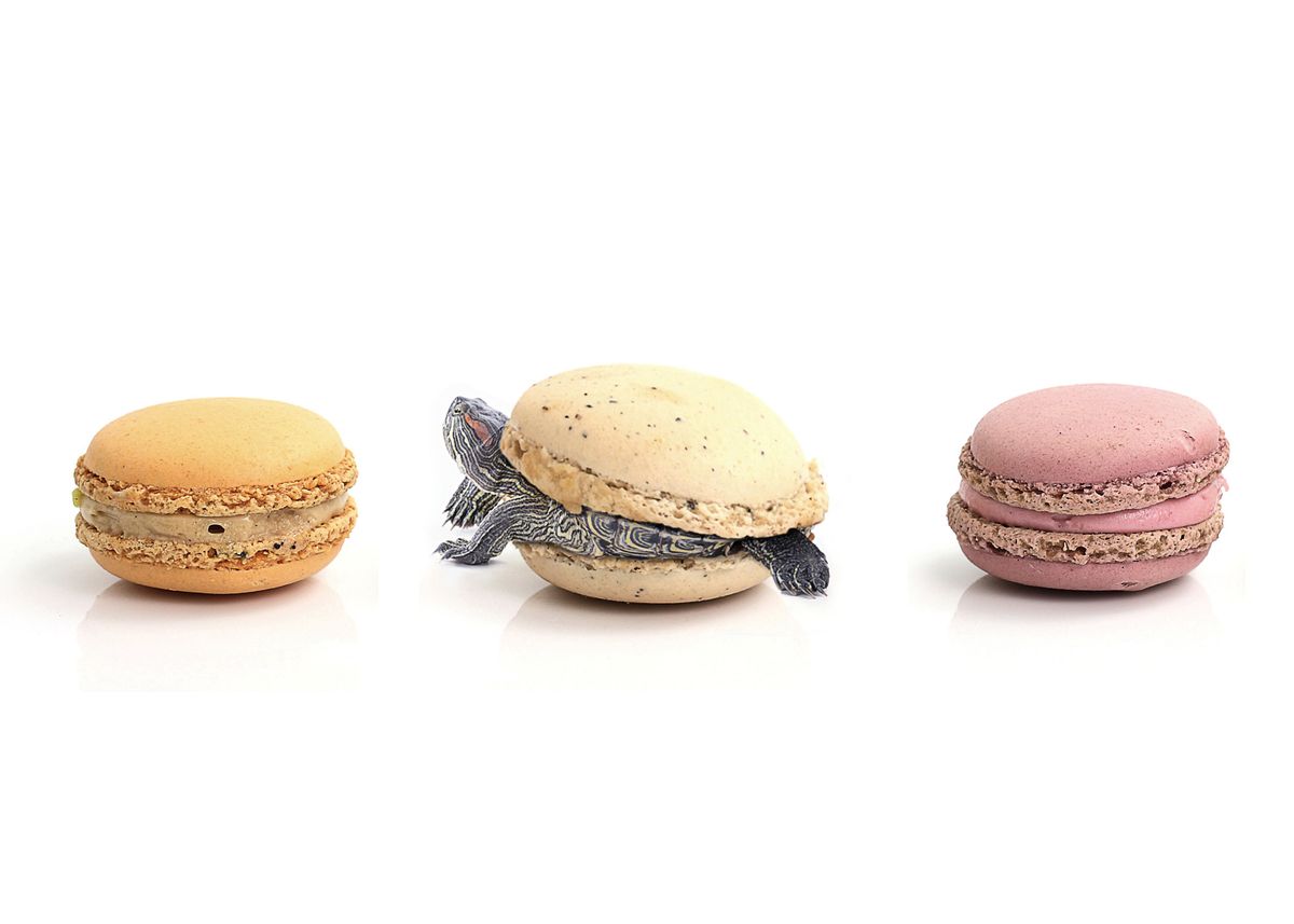 'Funny and Cute Turtle Macaron' Poster by Kitty Bitty | Displate