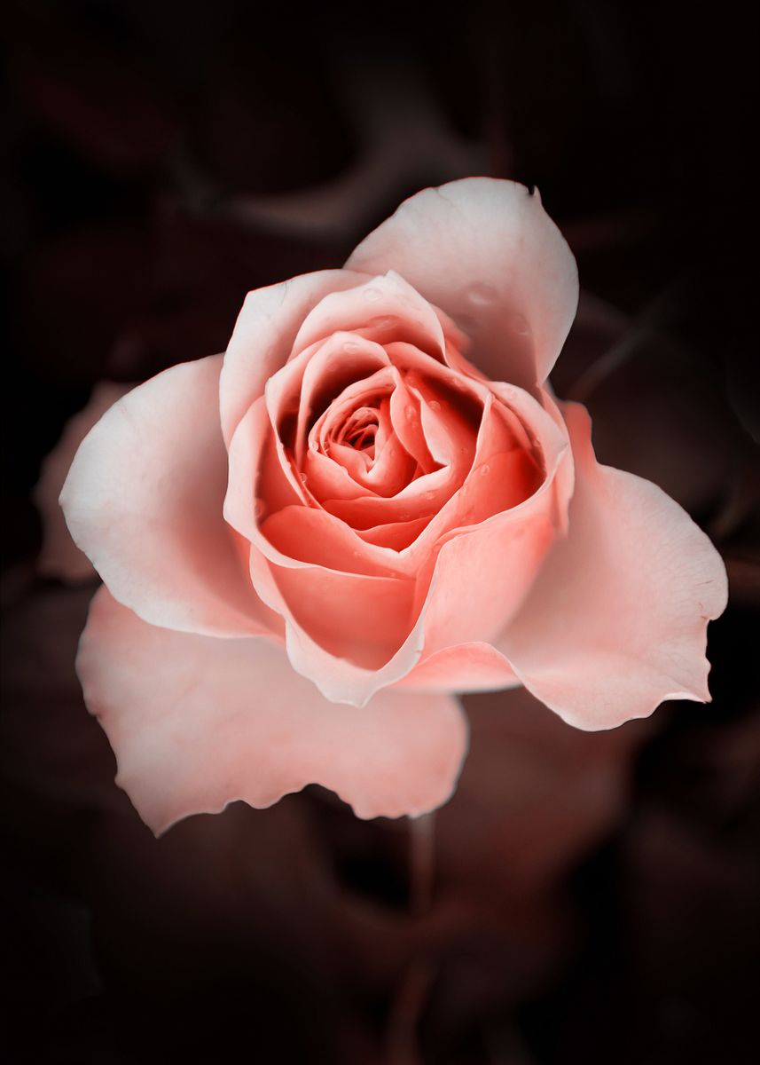 'Pink pastel rose' Poster, picture, metal print, paint by Jaroslaw ...