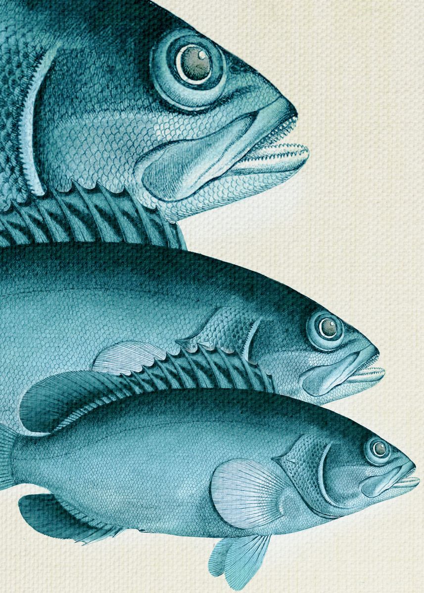 'Fish Classic Designs 4' Poster, picture, metal print, paint by ...