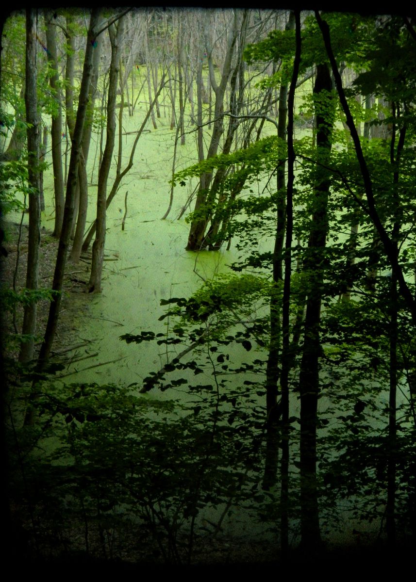 'The Swamp' Poster by Gregory James Wyrick | Displate