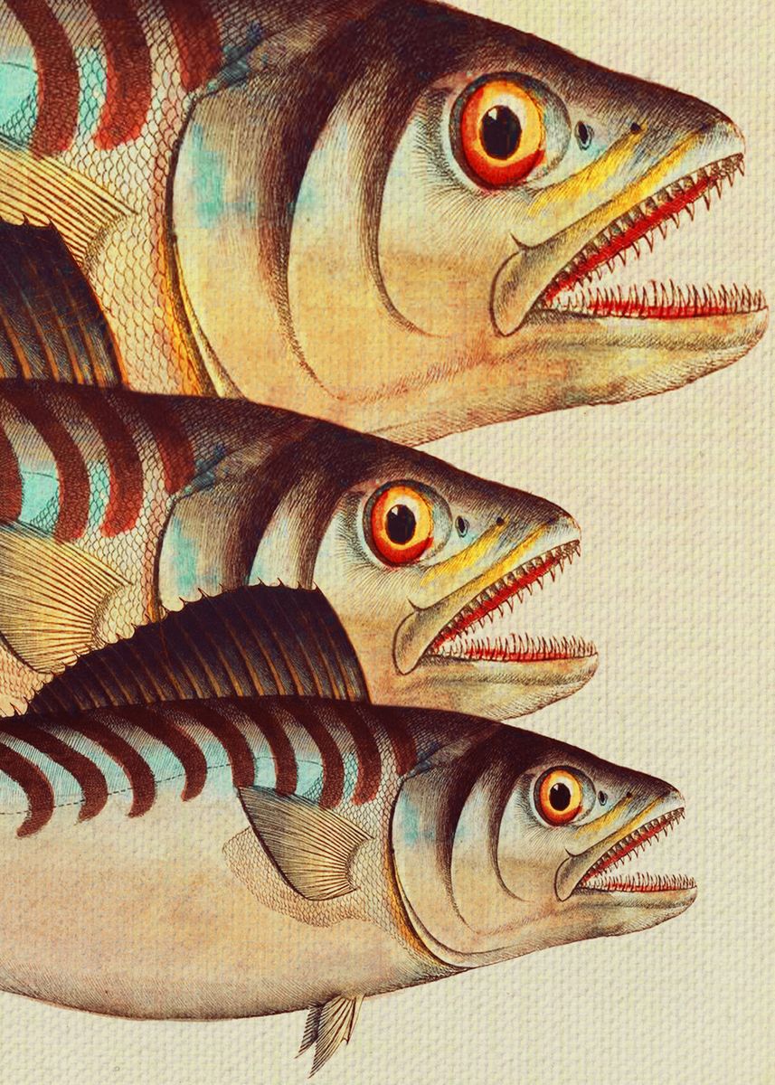 'Fish Classic Designs 8' Poster, picture, metal print, paint by ...