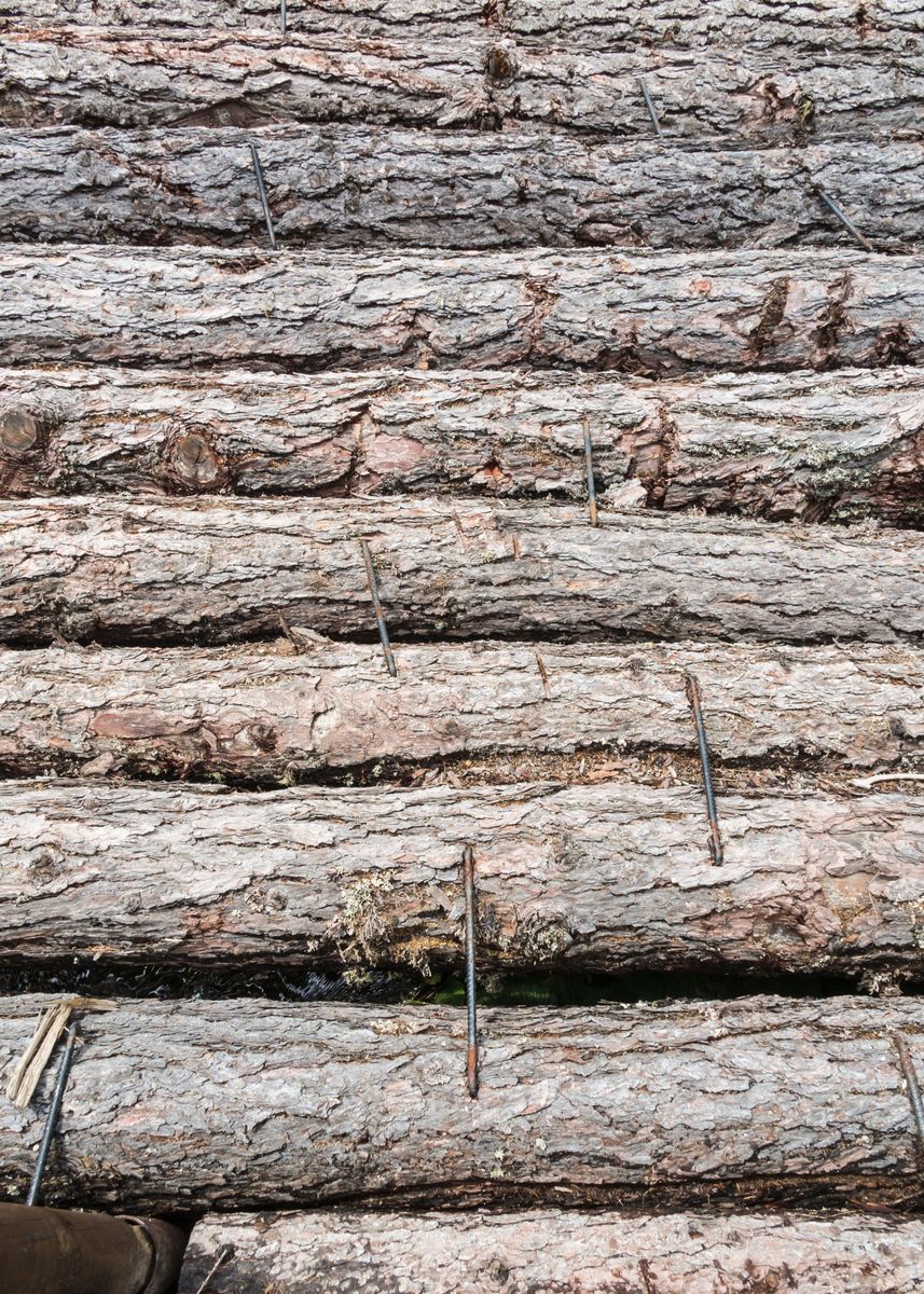 'tree trunk' Poster, picture, metal print, paint by Ornella Bonomini ...