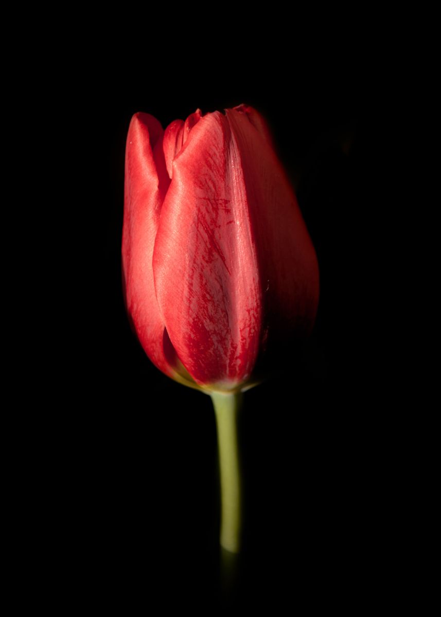 'Tulip' Poster by Xiari | Displate